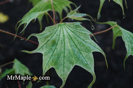 Buy Acer pictum 'Usugumo' Batwing Maple — Mr Maple │ Buy Japanese Maple ...