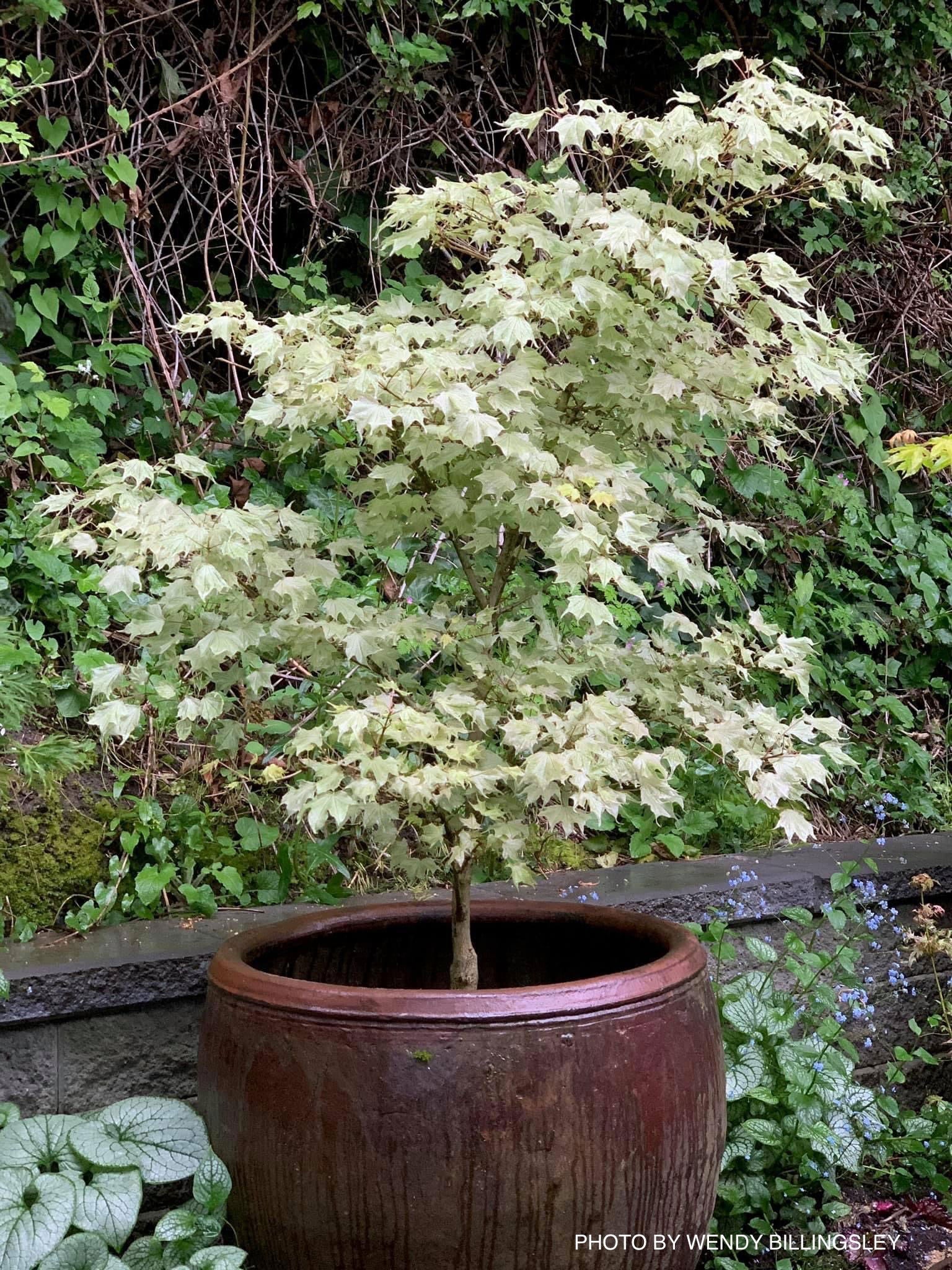 Buy Acer pictum 'Usugumo' Batwing Maple — Mr Maple │ Buy Japanese Maple ...