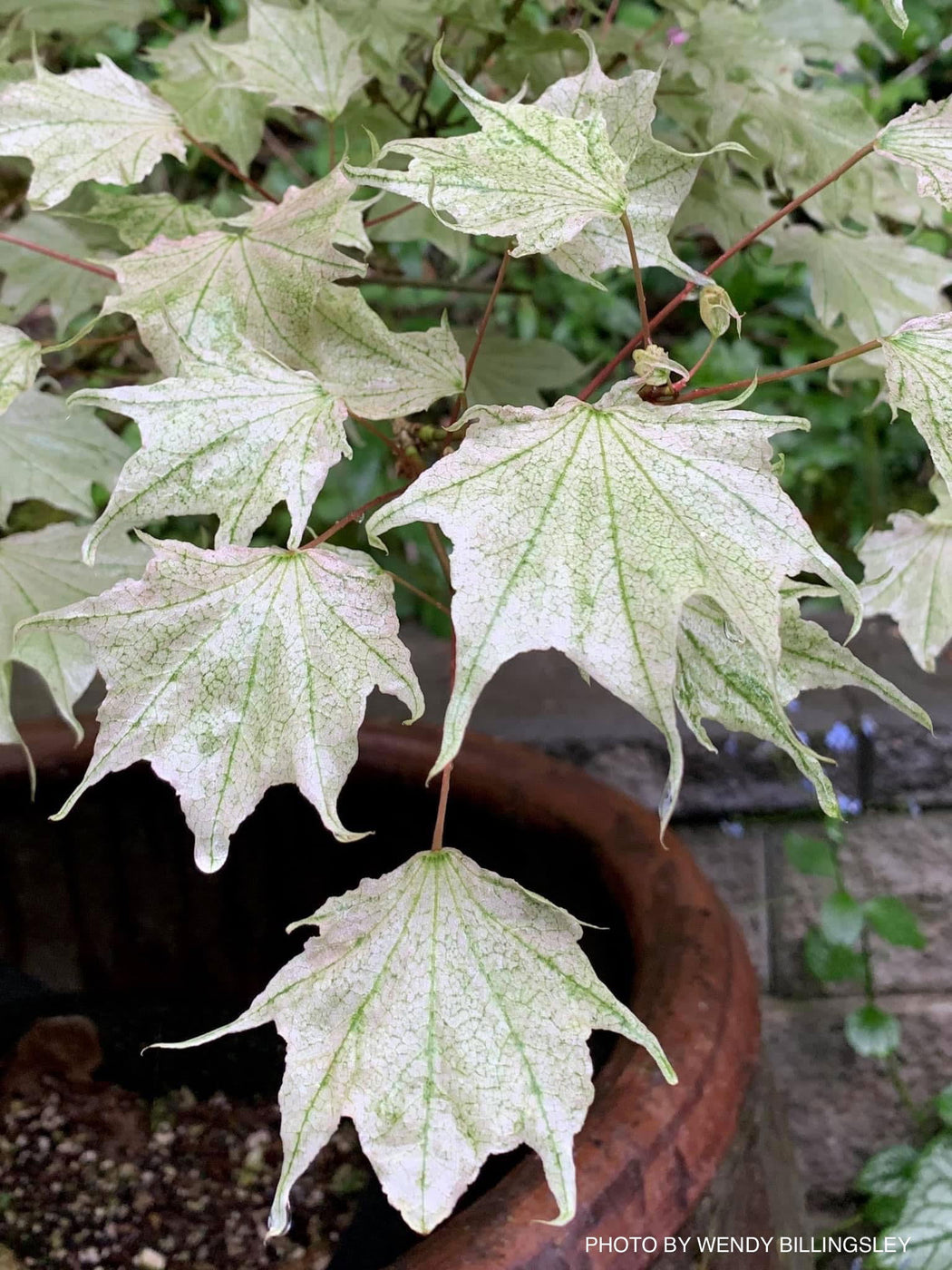 Buy Acer pictum 'Usugumo' Batwing Maple — Mr Maple │ Buy Japanese Maple ...
