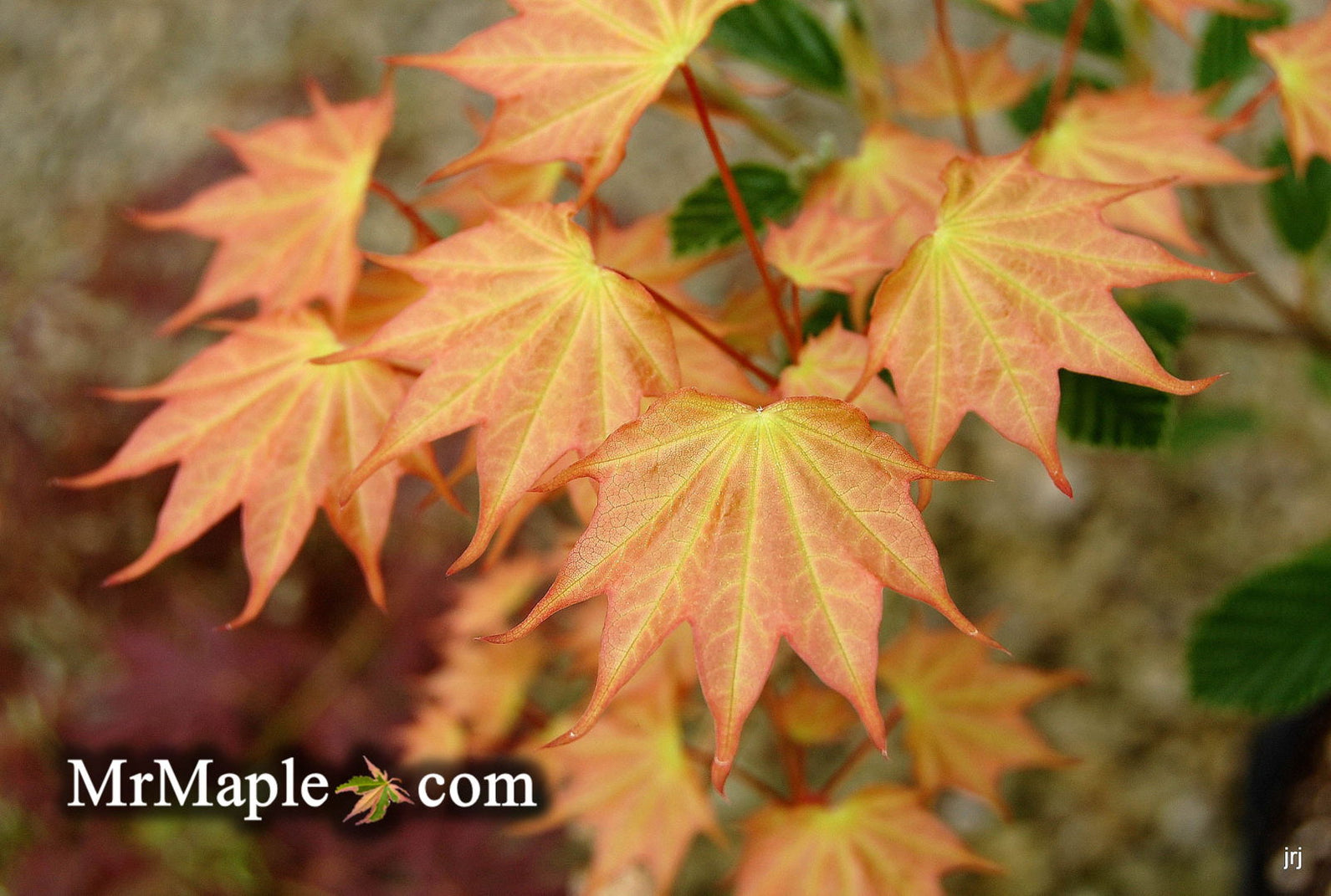 Buy Acer pictum 'Usugumo' Batwing Maple — Mr Maple │ Buy Japanese Maple ...