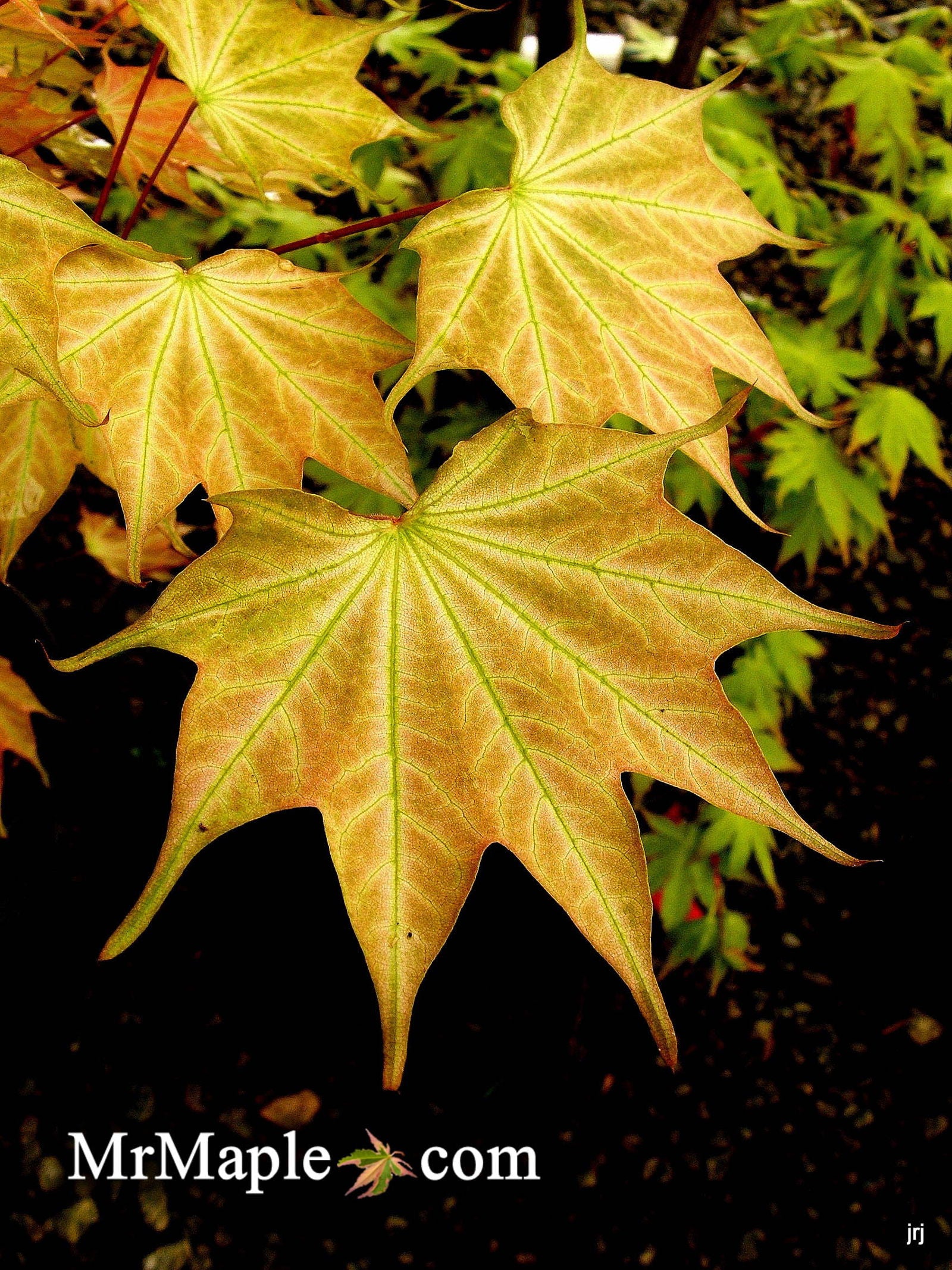 Buy Acer pictum 'Usugumo' Batwing Maple — Mr Maple │ Buy Japanese Maple ...