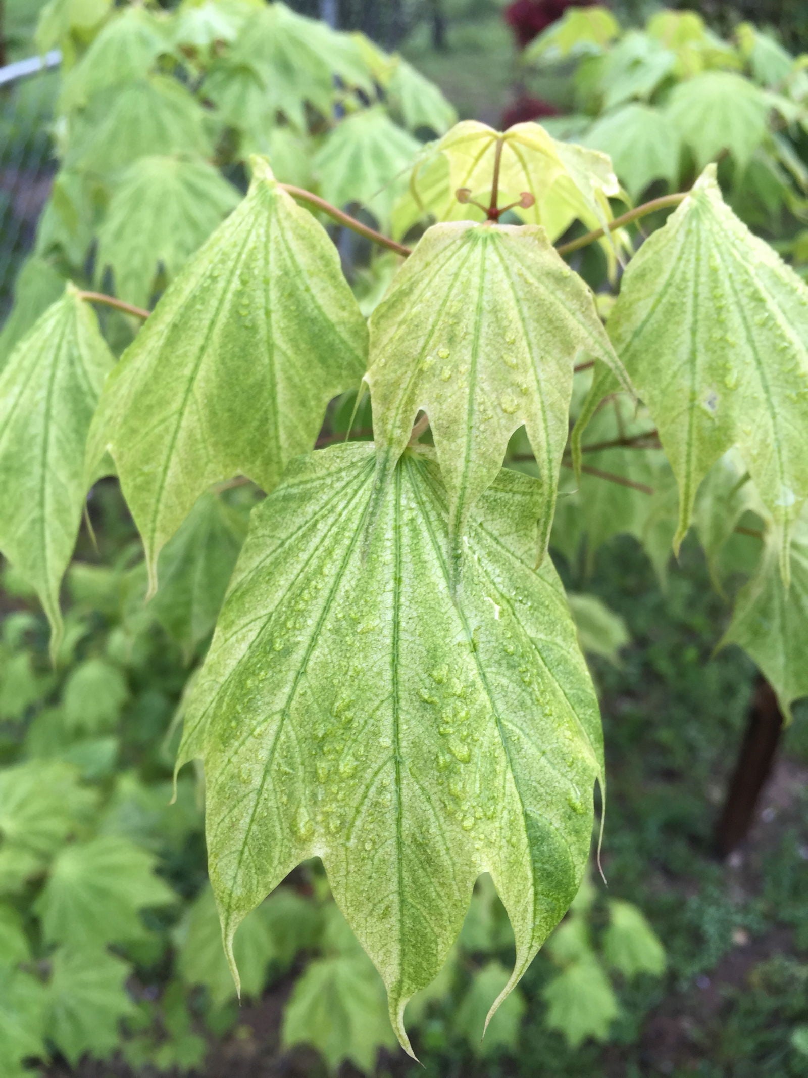 Buy Acer pictum 'Usugumo' Batwing Maple — Mr Maple │ Buy Japanese Maple ...