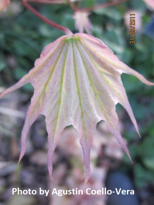 Buy Acer pictum 'Usugumo' Batwing Maple — Mr Maple │ Buy Japanese Maple ...