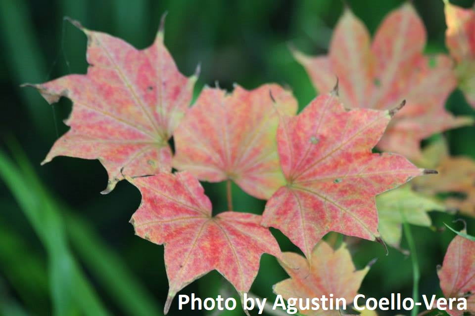 Buy Acer pictum 'Usugumo' Batwing Maple — Mr Maple │ Buy Japanese Maple ...
