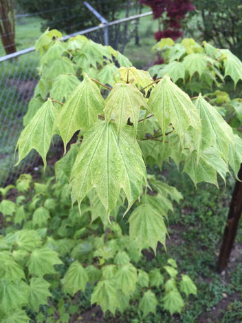 Buy Acer pictum 'Usugumo' Batwing Maple — Mr Maple │ Buy Japanese Maple ...