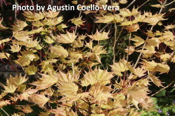 Buy Acer pictum 'Usugumo' Batwing Maple — Mr Maple │ Buy Japanese Maple ...