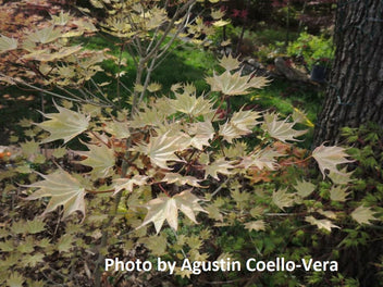 Buy Acer pictum 'Usugumo' Batwing Maple — Mr Maple │ Buy Japanese Maple ...