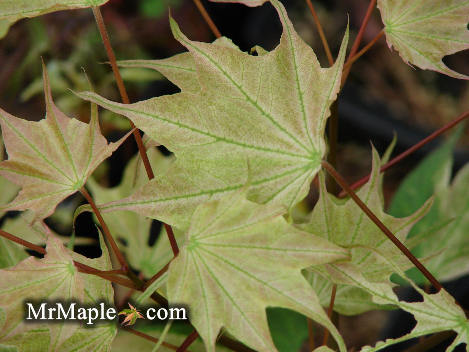 Buy Acer pictum 'Usugumo' Batwing Maple — Mr Maple │ Buy Japanese Maple ...
