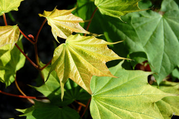 Buy Acer pictum 'Usugumo' Batwing Maple — Mr Maple │ Buy Japanese Maple ...