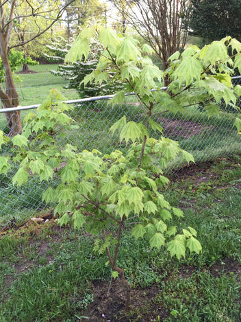 Buy Acer pictum 'Usugumo' Batwing Maple — Mr Maple │ Buy Japanese Maple ...