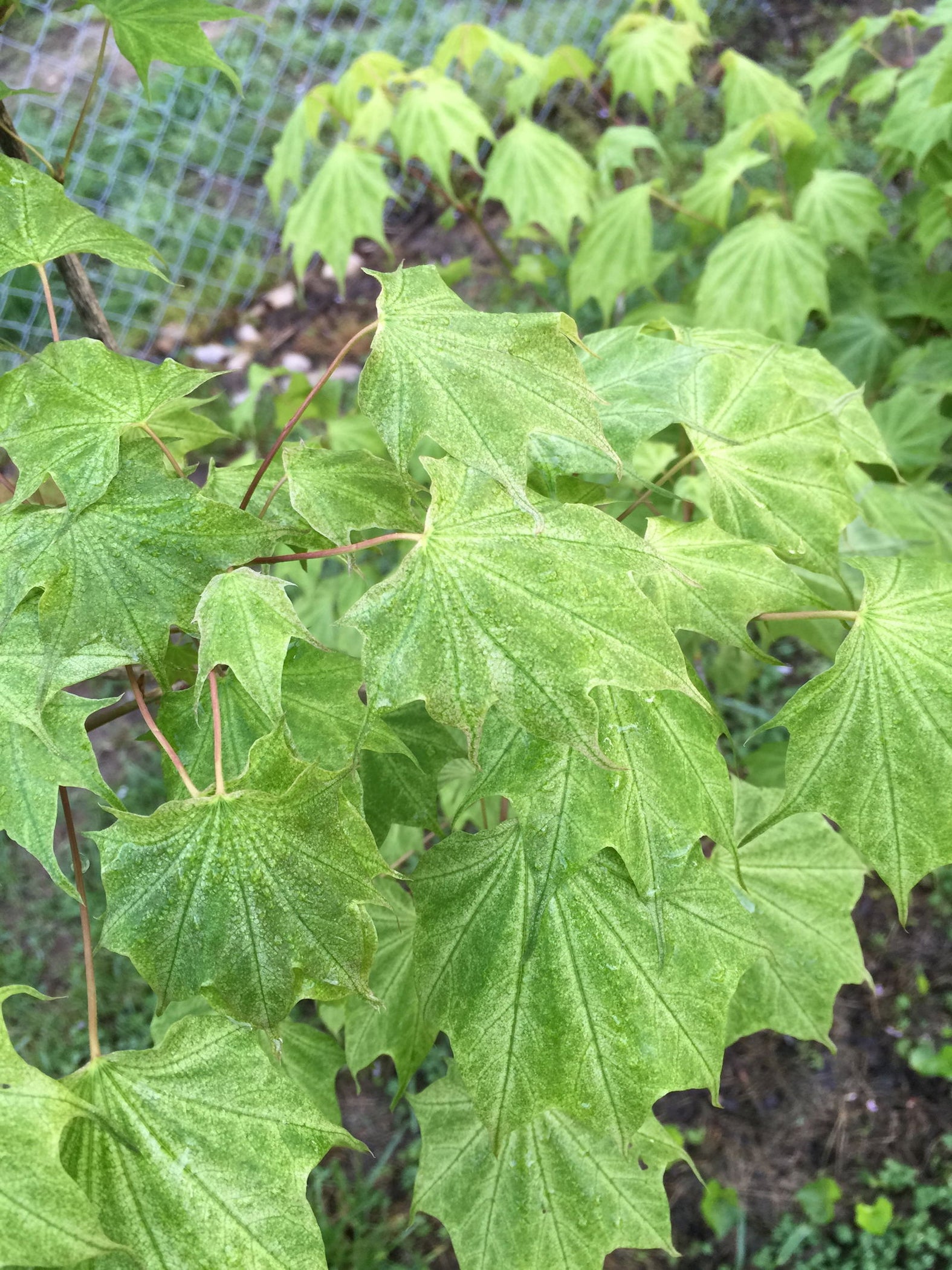 Buy Acer pictum 'Usugumo' Batwing Maple — Mr Maple │ Buy Japanese Maple ...