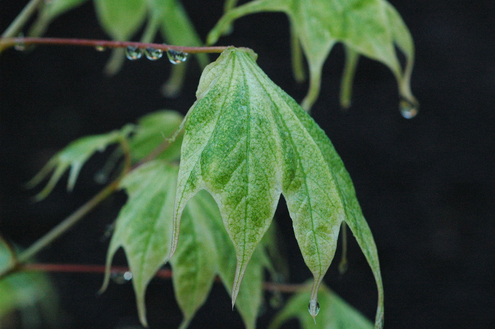 Buy Acer pictum 'Usugumo' Batwing Maple — Mr Maple │ Buy Japanese Maple ...