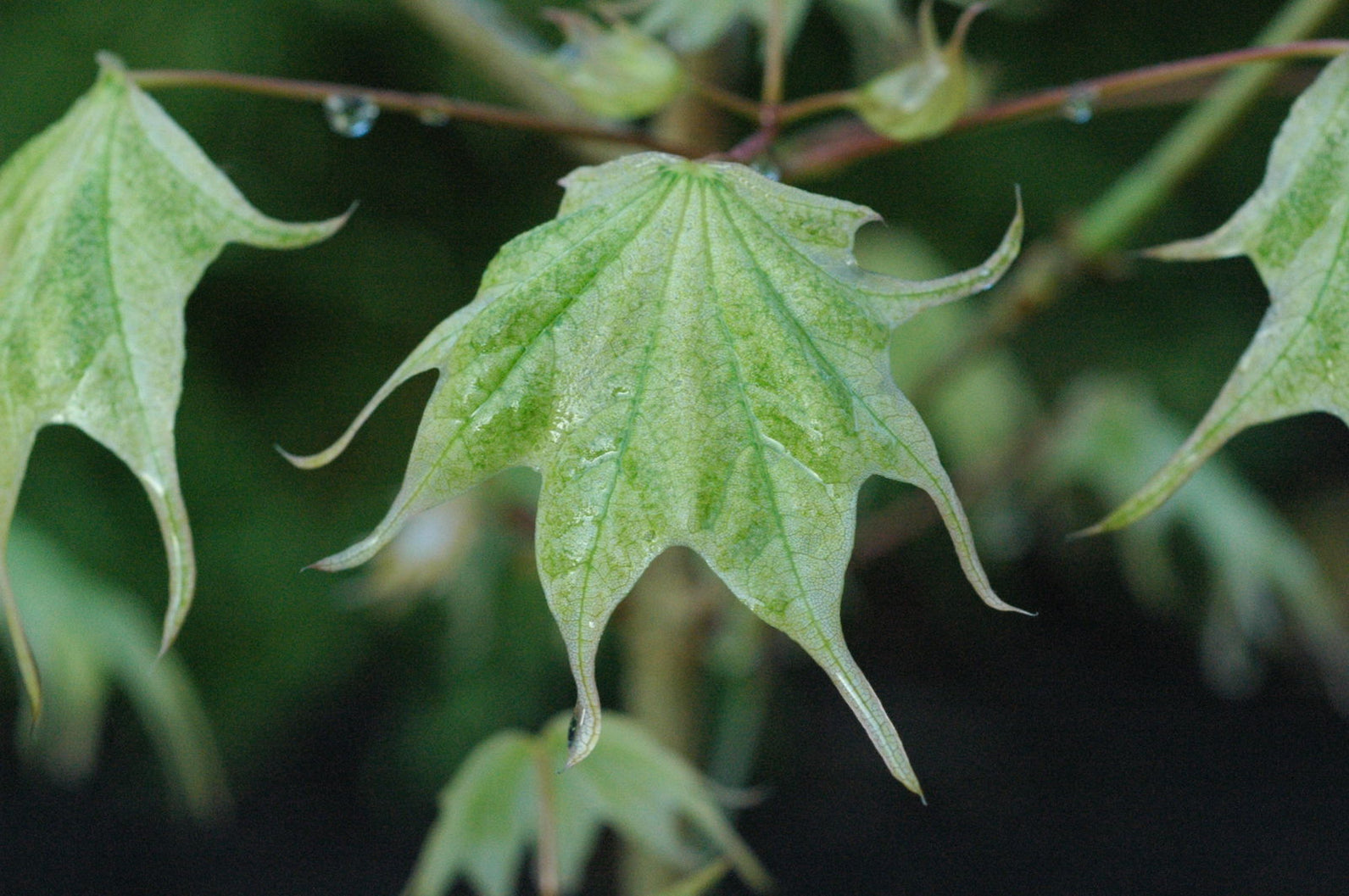 Buy Acer pictum 'Usugumo' Batwing Maple — Mr Maple │ Buy Japanese Maple ...
