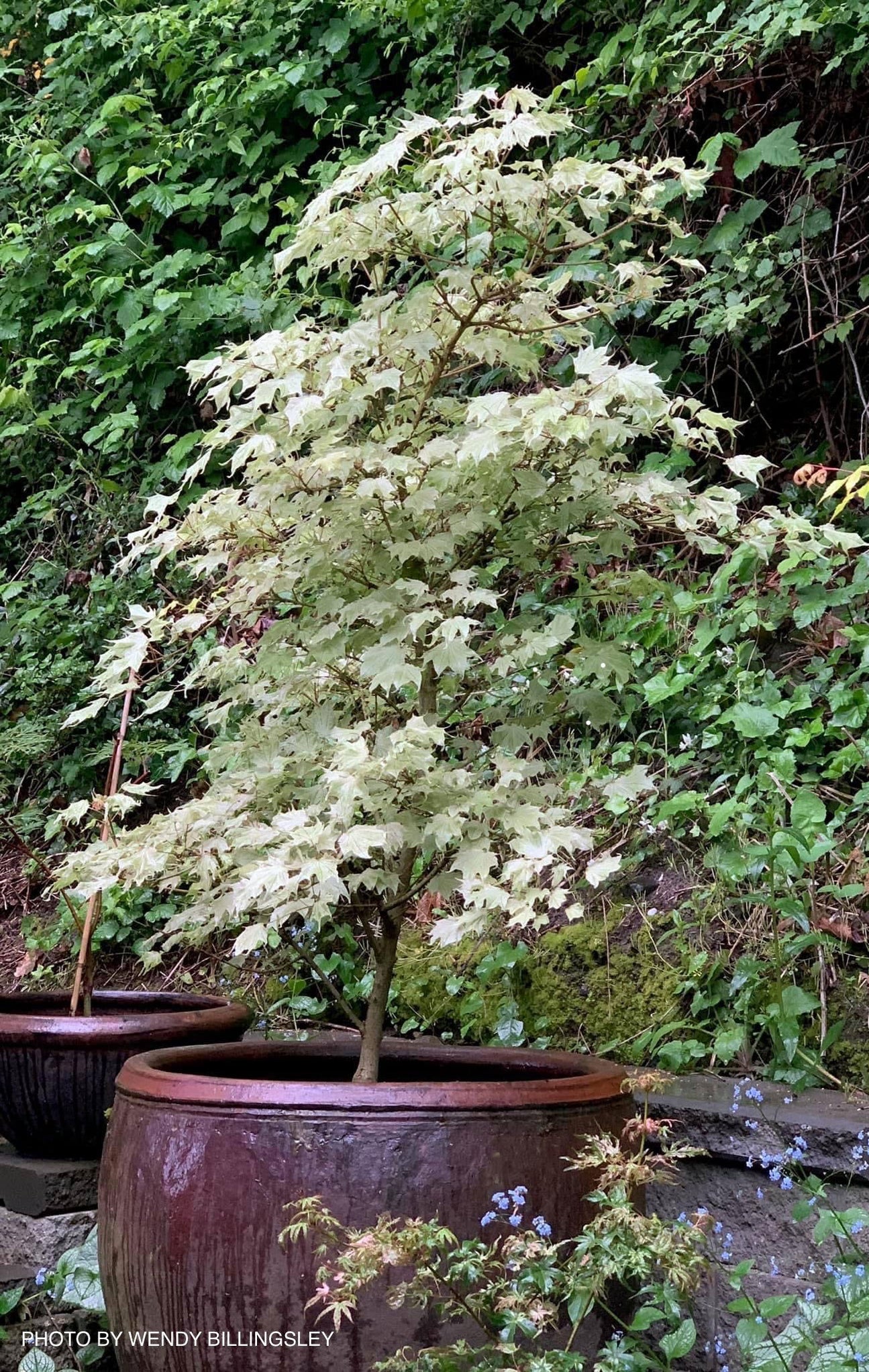 Buy Acer pictum 'Usugumo' Batwing Maple — Mr Maple │ Buy Japanese Maple ...