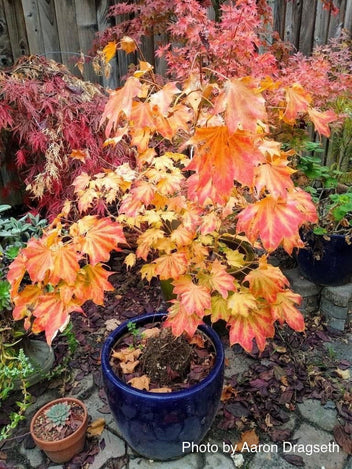 Buy Acer pictum 'Usugumo' Batwing Maple — Mr Maple │ Buy Japanese Maple ...