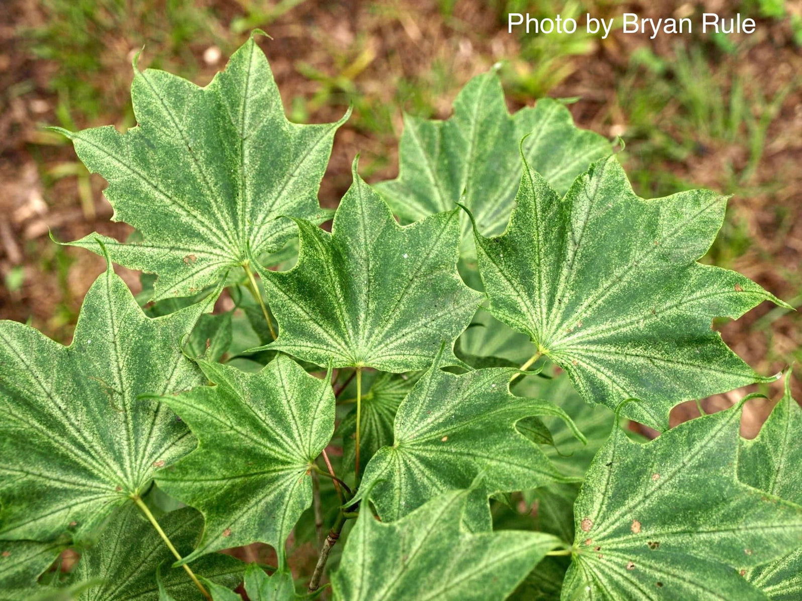 Buy Acer pictum 'Usugumo' Batwing Maple — Mr Maple │ Buy Japanese Maple ...