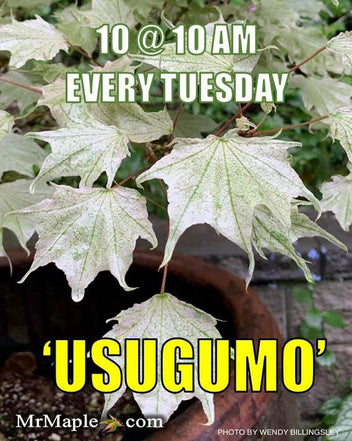 Buy Acer pictum 'Usugumo' Batwing Maple — Mr Maple │ Buy Japanese Maple ...