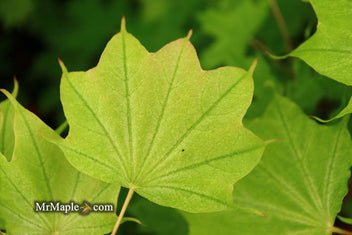 Buy Acer pictum 'Usugumo' Batwing Maple — Mr Maple │ Buy Japanese Maple ...