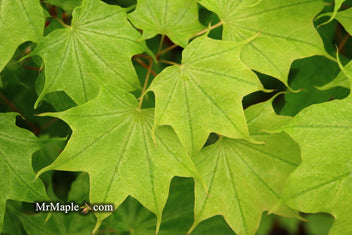 Buy Acer pictum 'Usugumo' Batwing Maple — Mr Maple │ Buy Japanese Maple ...