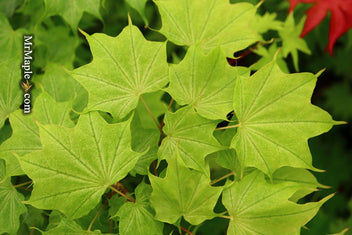 Buy Acer pictum 'Usugumo' Batwing Maple — Mr Maple │ Buy Japanese Maple ...