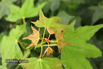 Buy Acer pictum 'Usugumo' Batwing Maple — Mr Maple │ Buy Japanese Maple ...