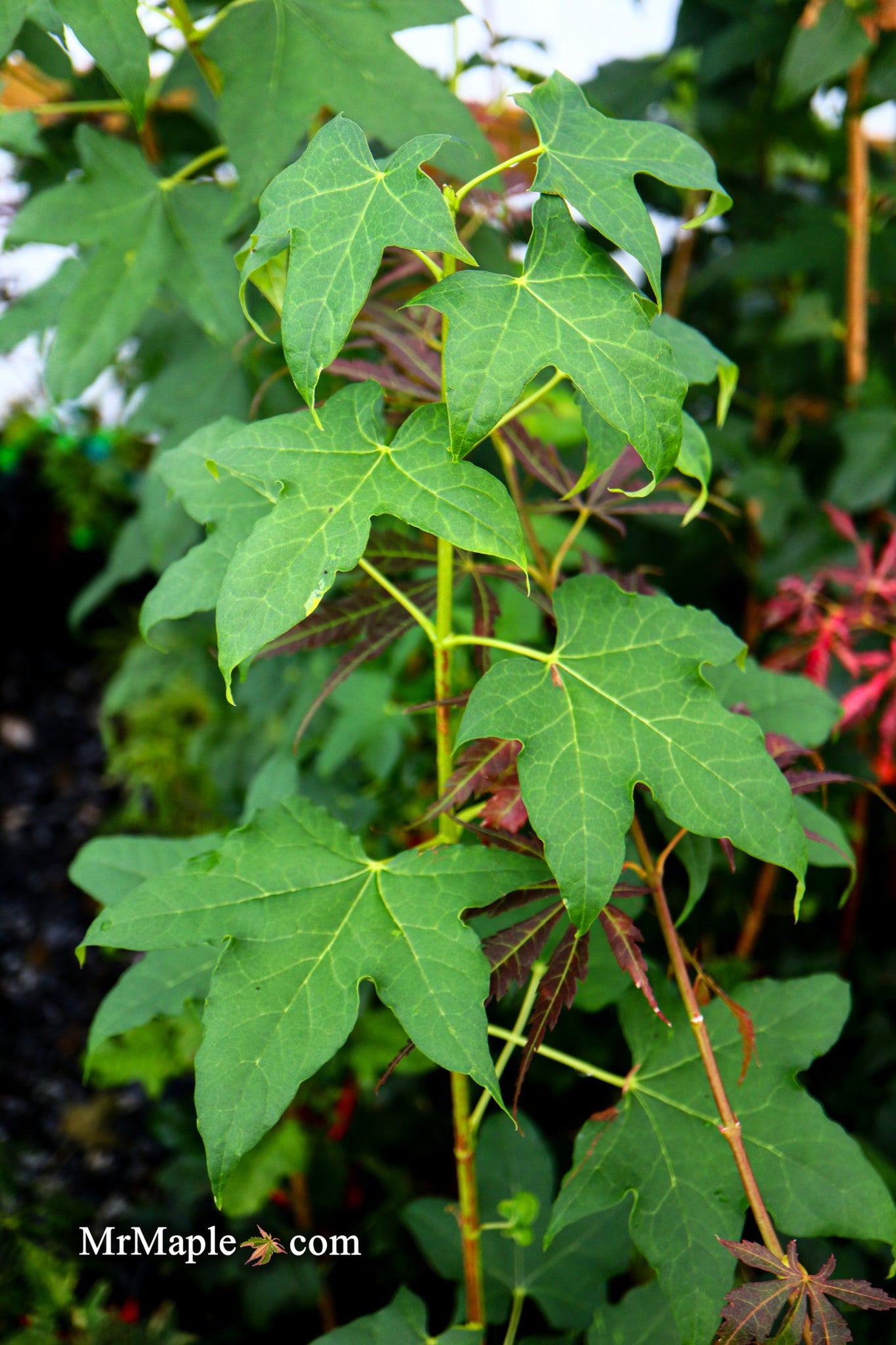 Buy Acer pictum ssp. mono Batwing Maple — Mr Maple │ Buy Japanese Maple ...