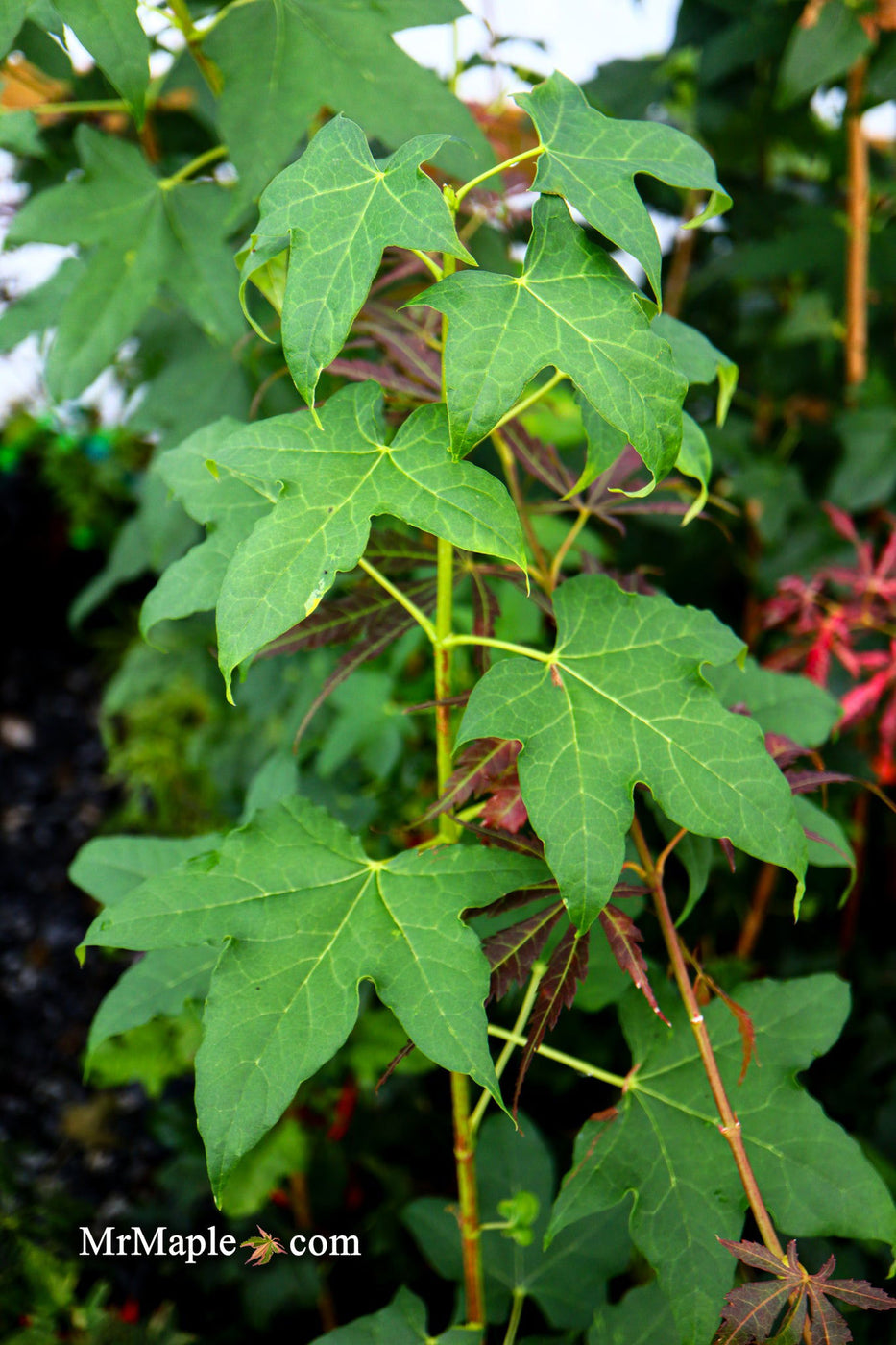 Buy Acer pictum ssp. mono Batwing Maple — Mr Maple │ Buy Japanese Maple ...