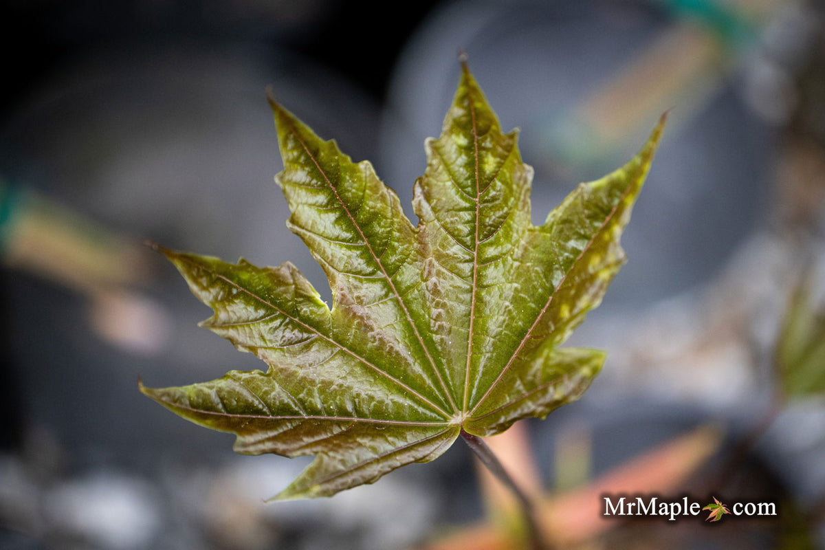 Buy Acer platanoides 'Holata' Norway Maple — Mr Maple │ Buy Japanese ...