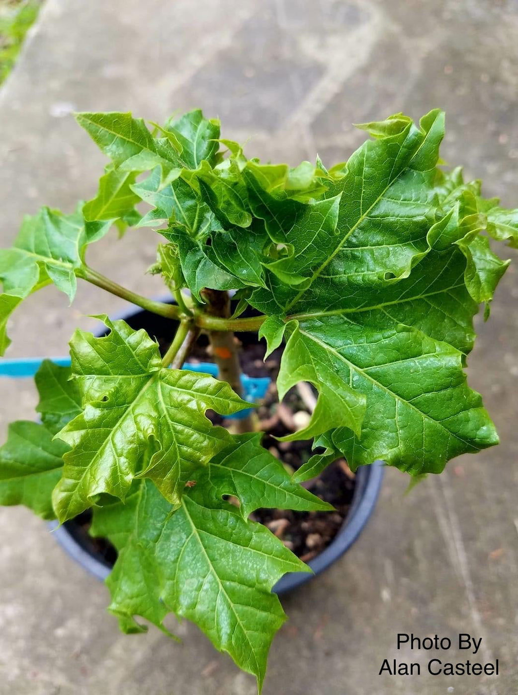 Buy Acer platanoides 'Rezek' Columnar Norway Maple — Mr Maple │ Buy ...