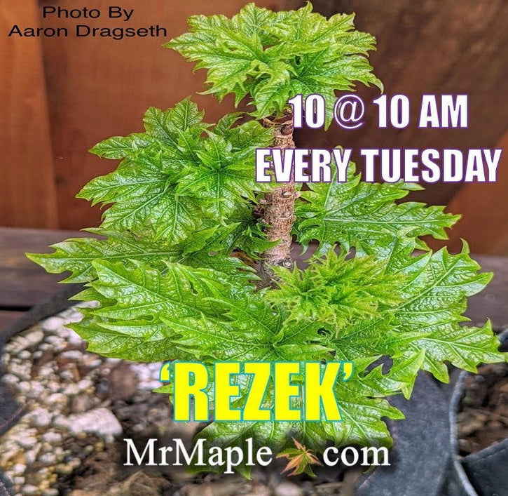 Buy Acer platanoides 'Rezek' Columnar Norway Maple — Mr Maple │ Buy ...