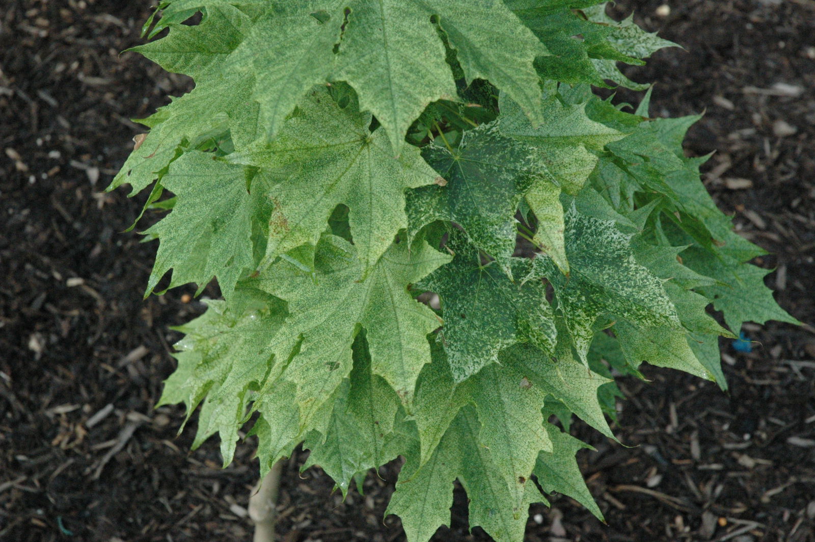 Buy Acer platanoides 'Walderseei' Variegated Norway Maple — Mr Maple ...