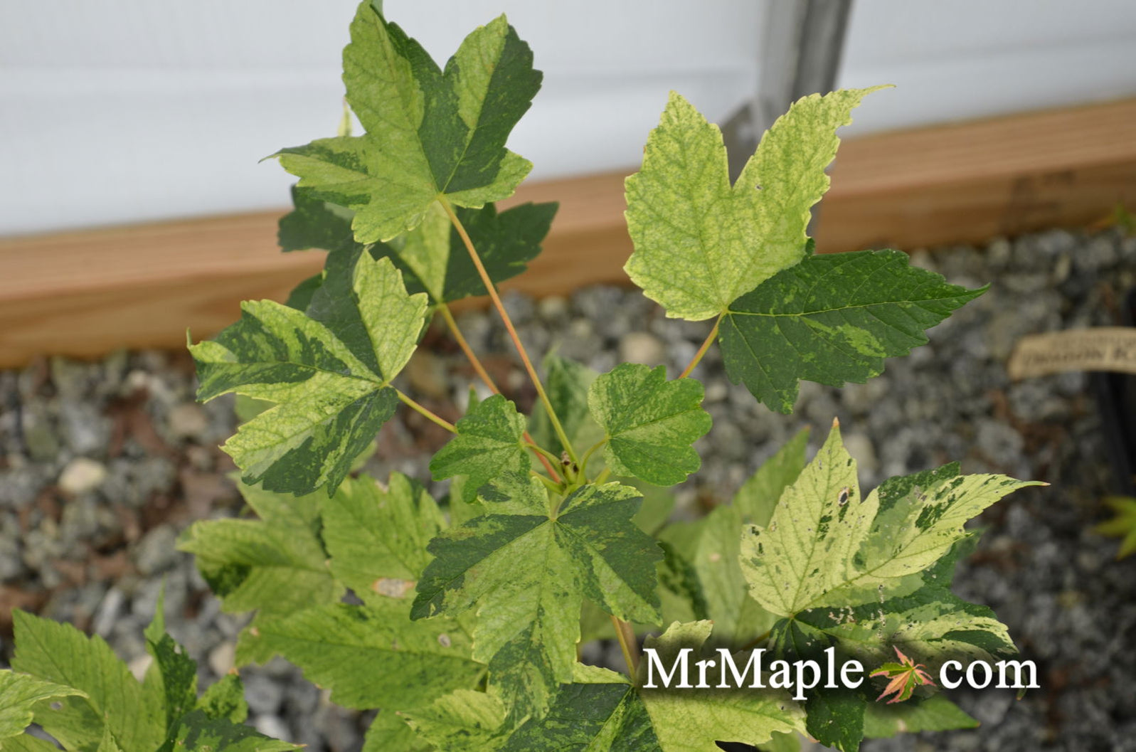 Buy Acer pseudoplatanus 'Leopoldii' Rare Variegated Sycamore Maple — Mr ...