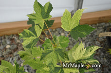 Buy Acer pseudoplatanus 'Leopoldii' Rare Variegated Sycamore Maple — Mr ...