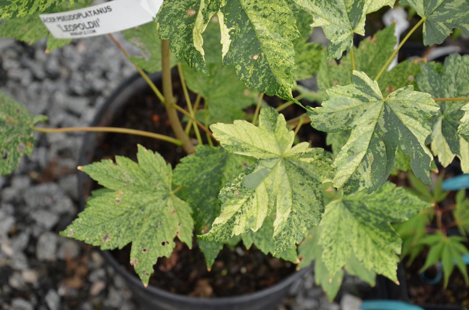 Buy Acer pseudoplatanus 'Leopoldii' Rare Variegated Sycamore Maple — Mr ...