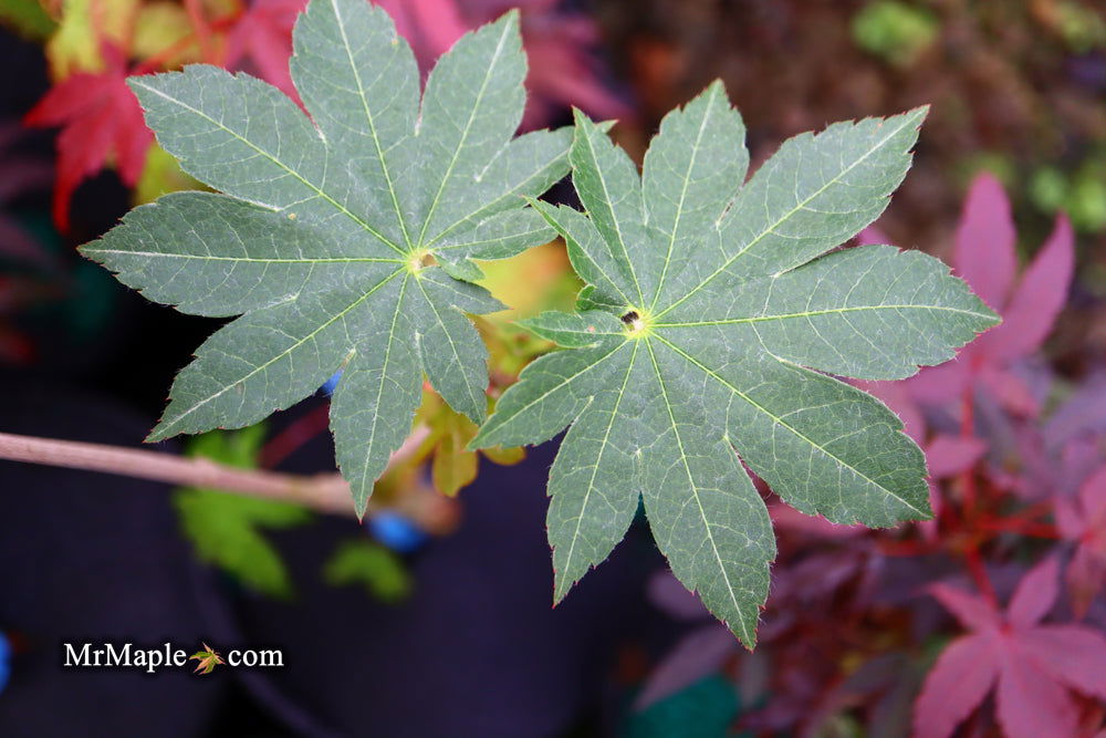 Buy Acer pseudosieboldianum 'Morris Column' Rare Columnar Maple — Mr ...
