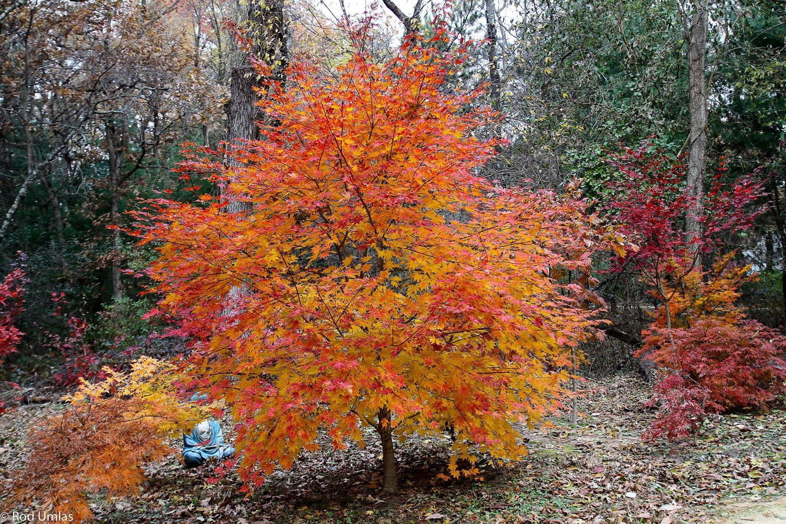 Buy Acer pseudosieboldianum X 'IsLNW' Cold Tolerant Japanese Maple — Mr ...