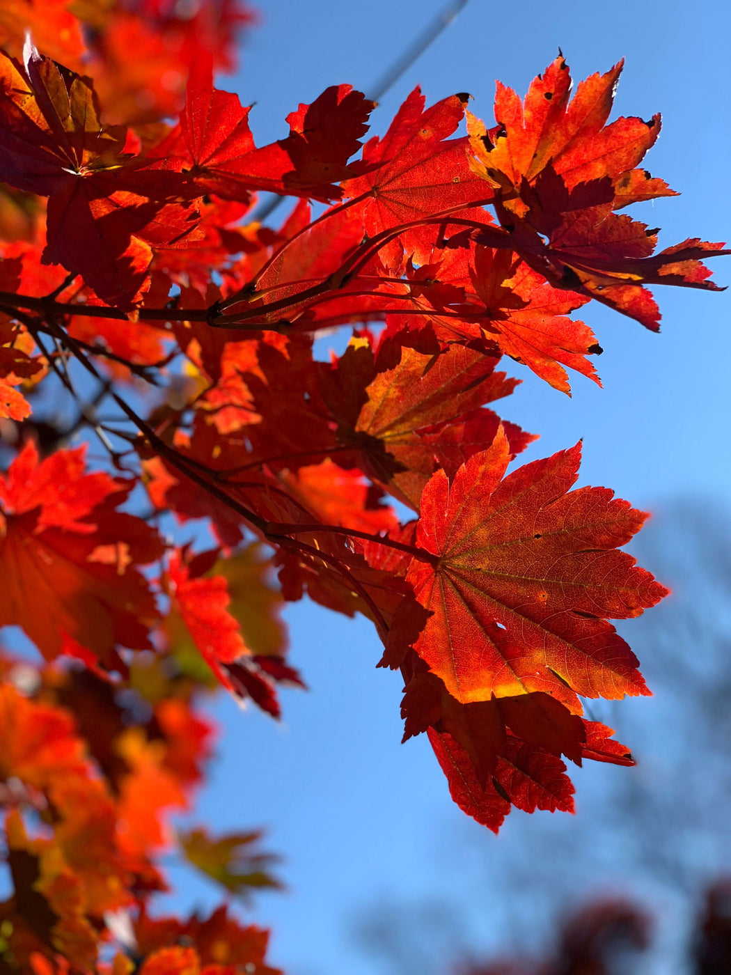 Buy Acer pseudosieboldianum ssp takesimense Wild Collected Maple — Mr ...
