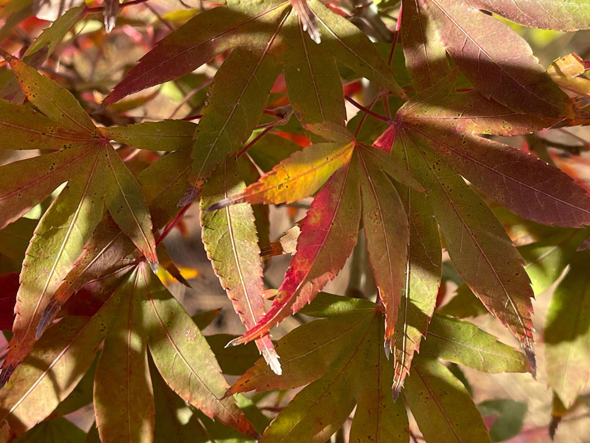 Buy Acer pubipalmatum 'Emerald Tiger' Variegated Chinese Maple — Mr ...