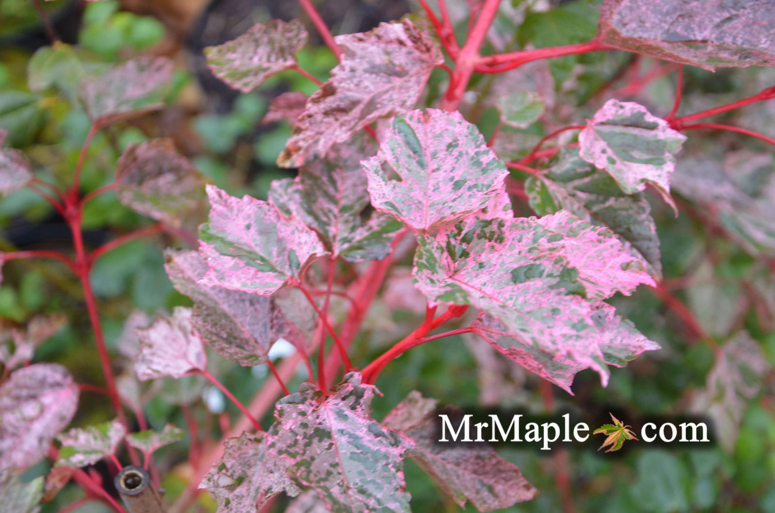 Buy Acer rubescens 'Red Flamingo' Snakebark Maple — Mr Maple │ Buy ...