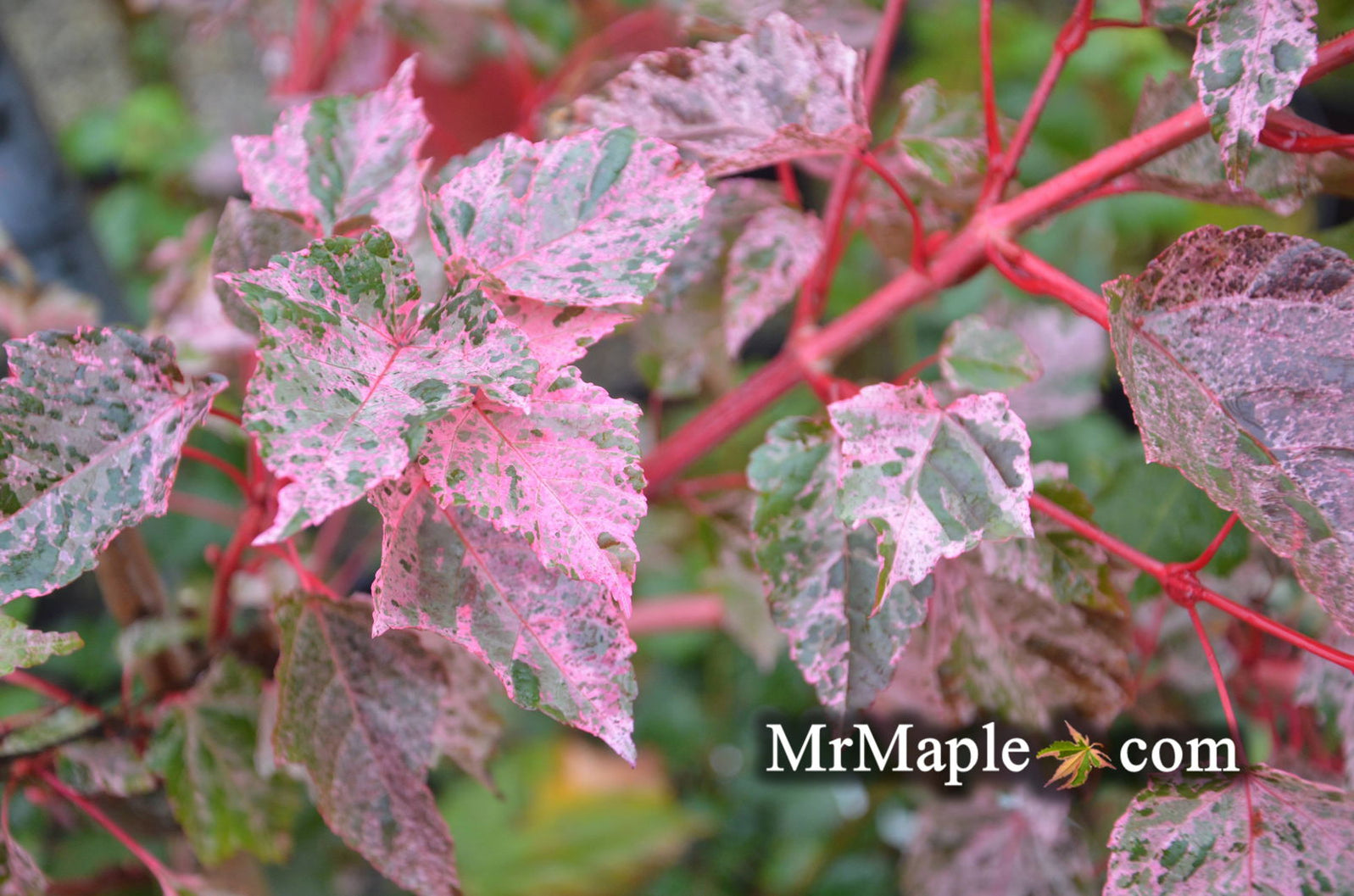 Buy Acer rubescens 'Red Flamingo' Snakebark Maple — Mr Maple │ Buy ...