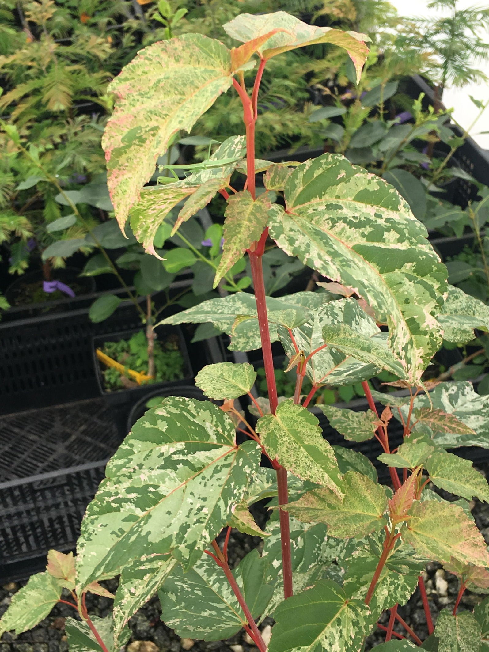 Buy Acer rubescens 'Red Flamingo' Snakebark Maple — Mr Maple │ Buy ...