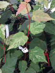 Buy Acer rubescens 'Red Flamingo' Snakebark Maple — Mr Maple │ Buy ...