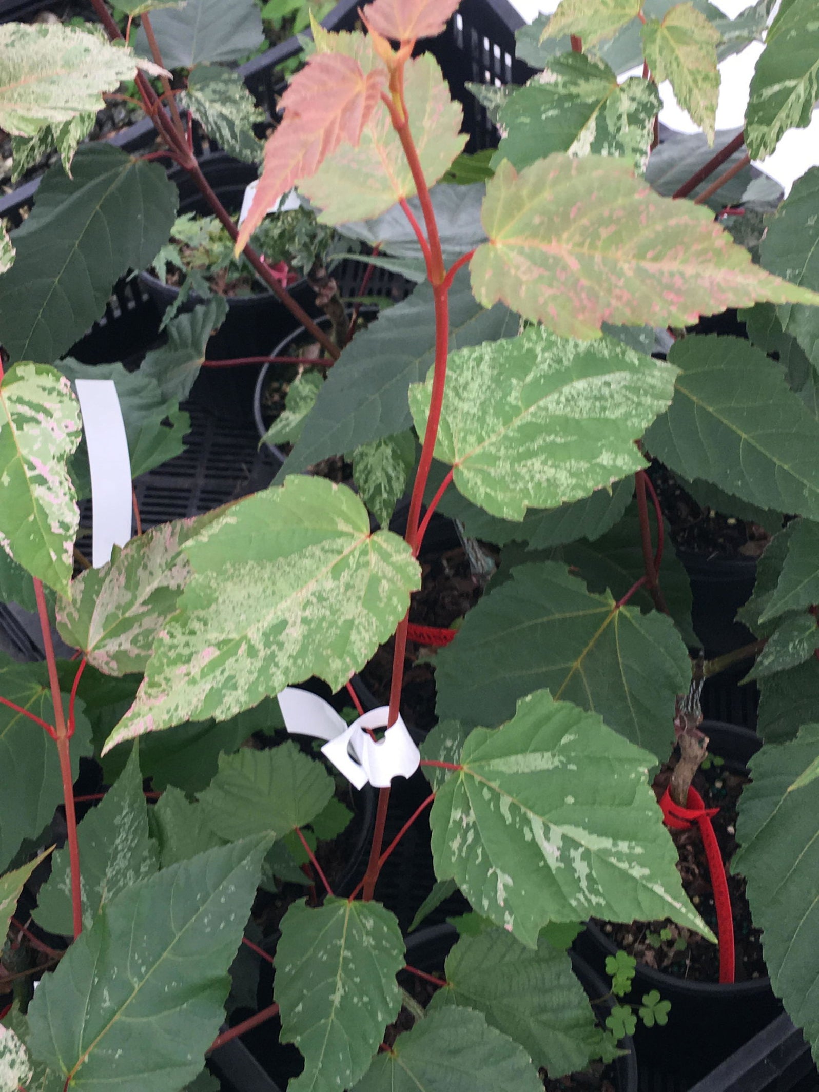 Buy Acer rubescens 'Red Flamingo' Snakebark Maple — Mr Maple │ Buy ...