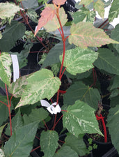 Buy Acer rubescens 'Red Flamingo' Snakebark Maple — Mr Maple │ Buy ...