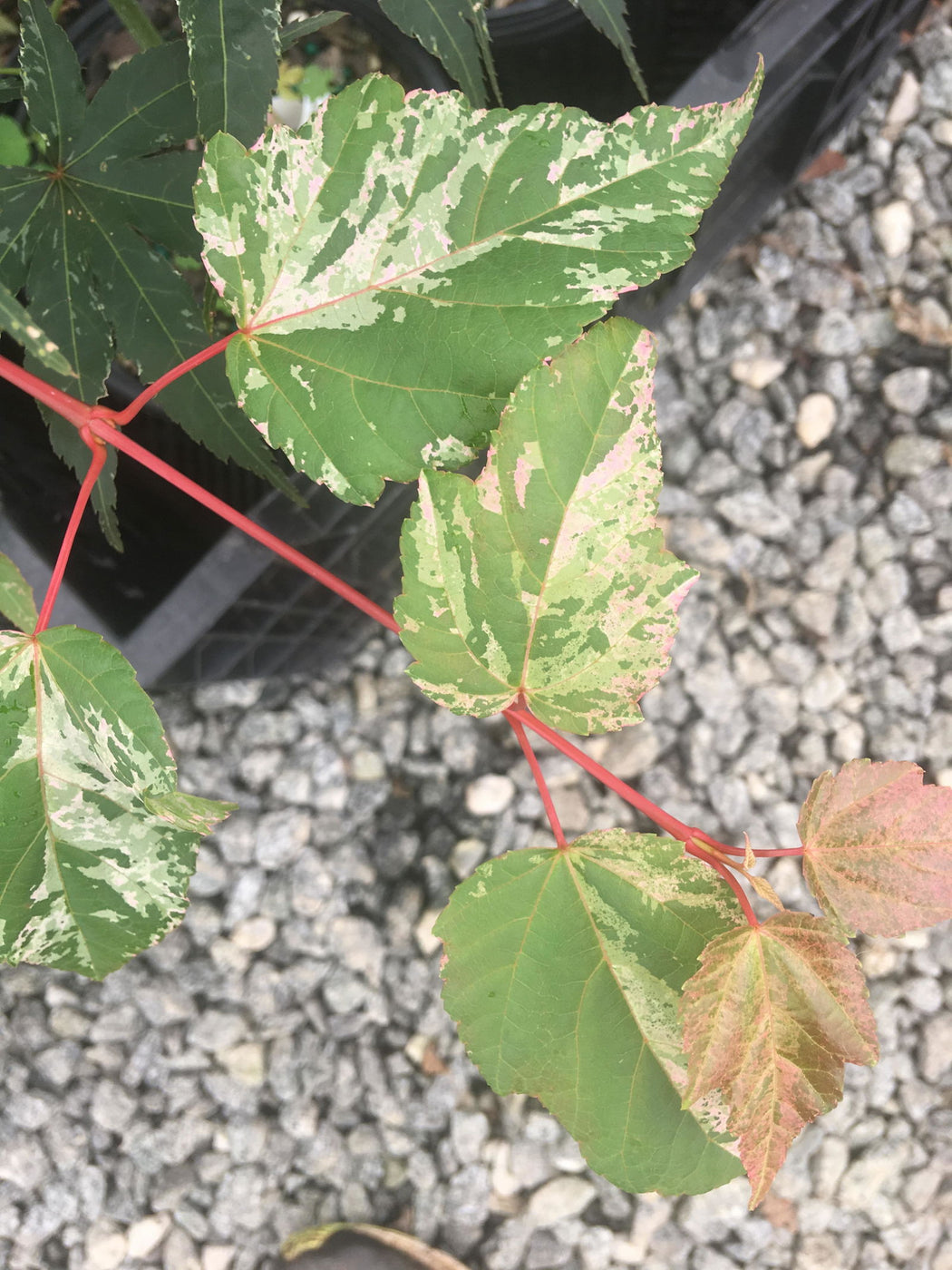 Buy Acer rubescens 'Red Flamingo' Snakebark Maple — Mr Maple │ Buy ...