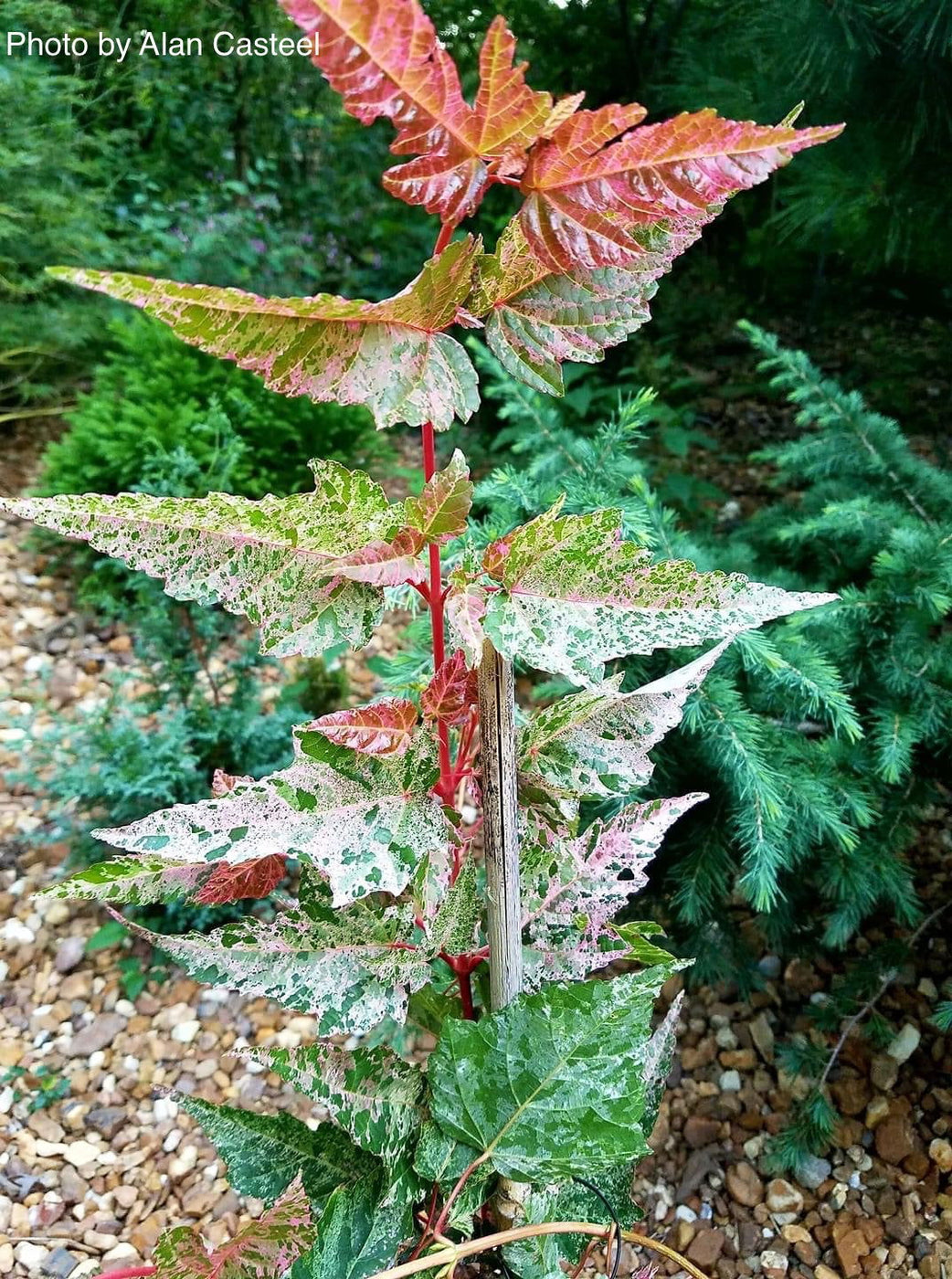Buy Acer rubescens 'Red Flamingo' Snakebark Maple — Mr Maple │ Buy ...