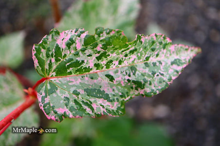 Buy Acer rubescens 'Red Flamingo' Snakebark Maple — Mr Maple │ Buy ...