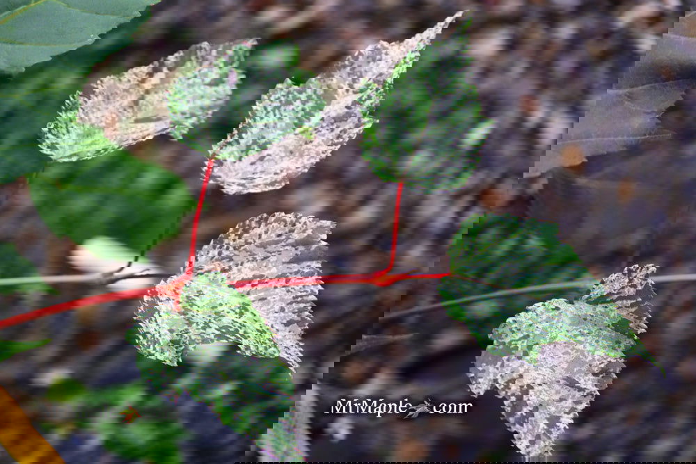 Buy Acer rubescens 'Red Flamingo' Snakebark Maple — Mr Maple │ Buy ...