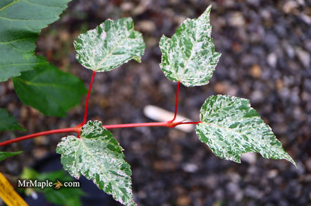 Buy Acer rubescens 'Red Flamingo' Snakebark Maple — Mr Maple │ Buy ...