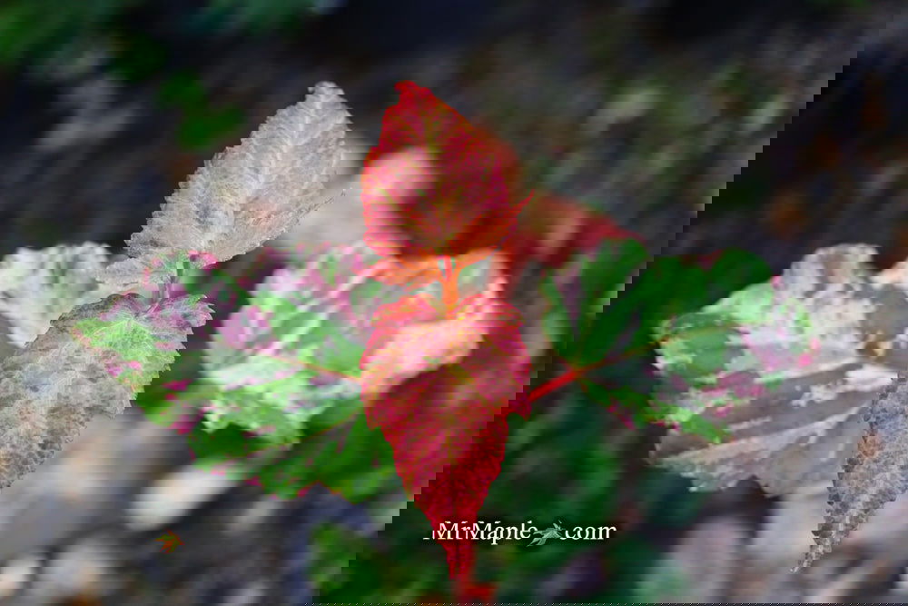 Buy Acer rubescens 'Red Flamingo' Snakebark Maple — Mr Maple │ Buy ...